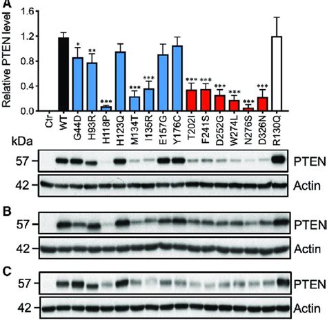 Pten Mutations In Phts Patients With Autistic Features Schematic