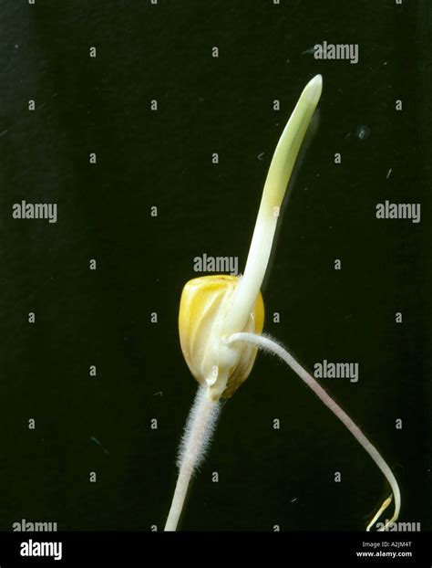 Corn Root Hi Res Stock Photography And Images Alamy