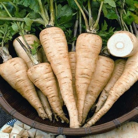 All American Parsnip Heirloom 500 Seeds Fresh Garden All American Parsnip Heirloom 500 Seeds Fresh Garden