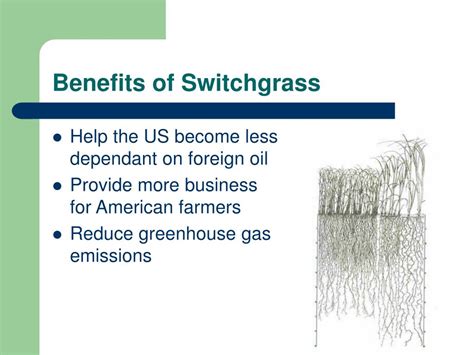 Ppt Switchgrass To Ethanol Production Powerpoint Presentation Free