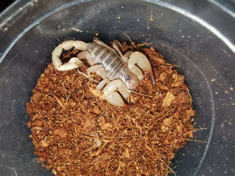 Flinders Ranges Scorpion Urodacus Elongatus Small Maai Inverts