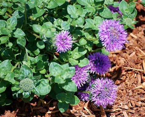 Monardella Villosa Coyote Mint California Native Landscape