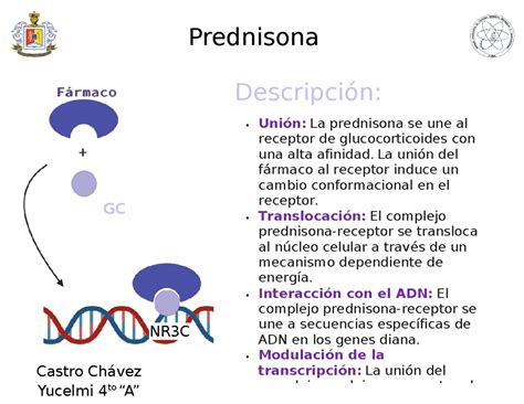 Pednisona Trabajo Castro Chávez Yucelmi 4 To “a” Gc Nr3c 1 Descripción Unión La Prednisona