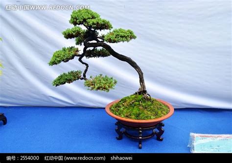 松树盆景高清图片下载 红动中国