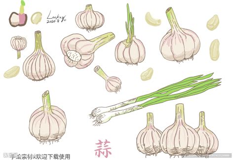 大蒜手绘素材设计图 包装设计 广告设计 设计图库 昵图网