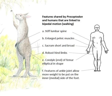 Procoptodon And Human Paperbark Writer