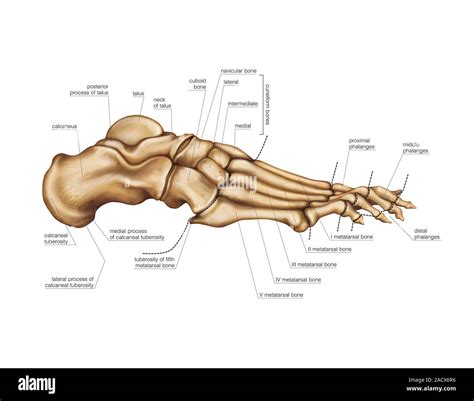 Illustration Of The Bones Of The Foot This Plantar View Labelled