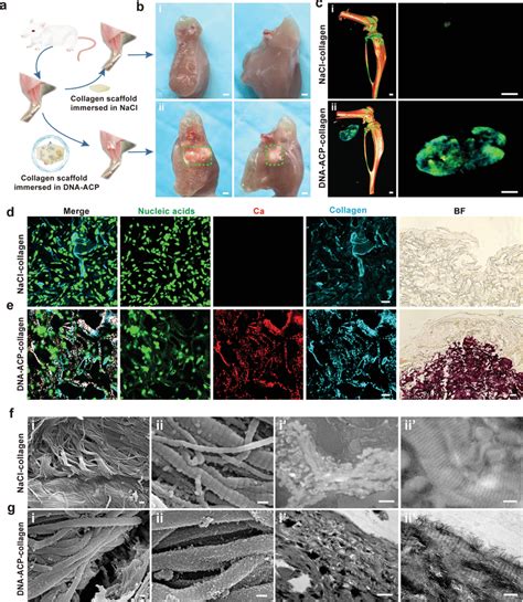 Dna‐acp Induced Intramuscular Ectopic Calcification In Vivo A Scheme Download Scientific