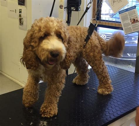 Meet Milo The Cockapoo Here Are Caw Grooming School Facebook