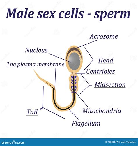 Diagram Of The Male Sex Cells Sperm Stock Vector Illustration Of