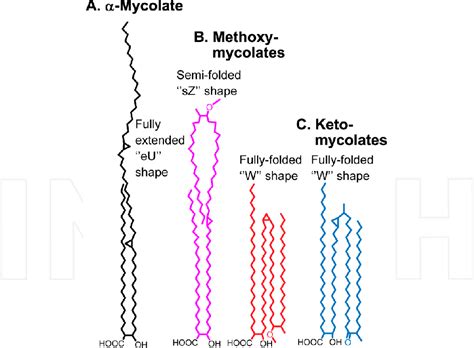 Mycobacterium Tuberculosis Structure