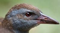 Free Online Course WEKA Data Mining With Open Source Machine