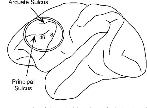 Figure 1 From Coding Specificity In Cortical Microcircuits A Multiple