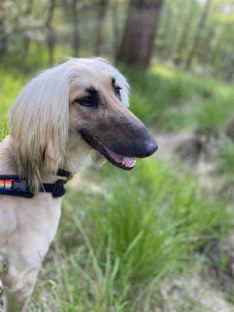 Rehomed Freya 5 Year Old Female Afghan Hound Available For Adoption