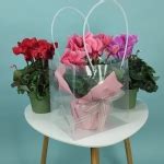 Цикламены - купить цикламен в горшке в студии фитодизайна и магазине ...