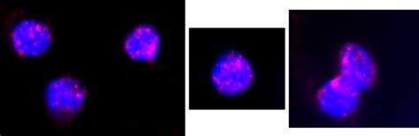 Fish Analysis Of Mj024a04 Sequence In Adult Kuruma Shrimp Testis Cells
