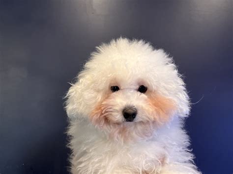 비숑프리제 우유 말티폼키우는방법 보더콜리키우는방법 프렌치불독키우는방법 빠삐용키우는방법 파피용키우는방법 사모예드키우는방법 스피츠키우는방법 시바견키우는방법 시베리안허스키키우는