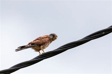 전기 전선 위에 높이 자리 잡은 일반적인 케스트렐의 초상화 먹이의 새는 갈색 날개 흰색 파란색 및 회색 머리와 갈색 반점이있는 흰색 배를 가지고 있습니다 갈색에 대한 스톡
