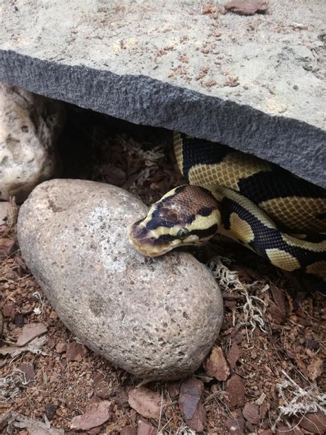 boop the snoot r ballpython