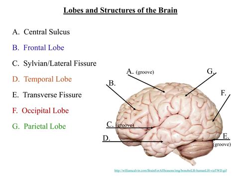 Physiology Of Cerebral Cortex Cerbral Cortex Ppt