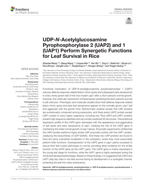 Pdf Udp N Acetylglucosamine Pyrophosphorylase 2 Uap2 And 1 Uap1 Perform Synergetic
