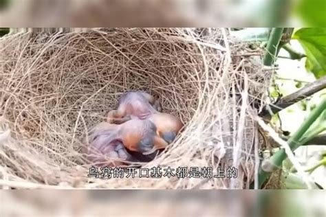 鸟窝都是开口朝上遇到下雨天不怕幼鸟被雨水淋死吗看完明白了