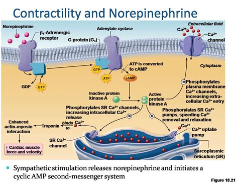 Norepinephrine Increases Heart Contractility Via A Cyclic Amp Second
