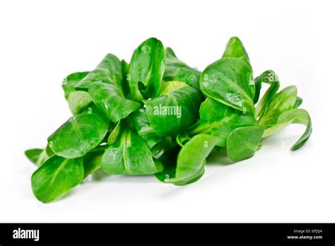 Rapunzel Salad Hi Res Stock Photography And Images Alamy