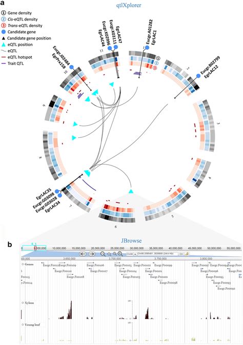 Eqtl Associations And Trait Qtl Overlap Of Eight Scw Related Lacprx Download Scientific