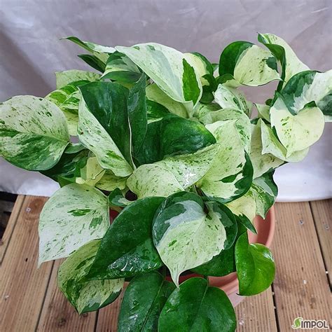 ★애플스킨답서스 스킨답서스 무늬스킨 반려식물 희귀식물 그늘에서잘자라는식물 늘어지는식물 공기정화식물 미세먼지잡는식물 오늘의 주목상품 심폴