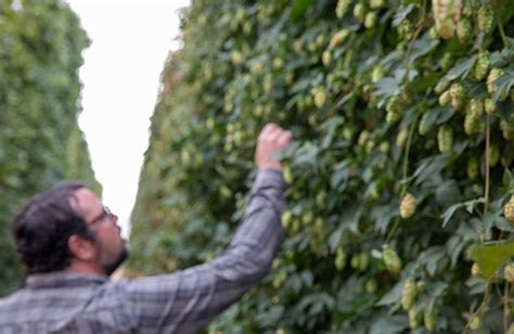 Annual Hop Selection “core Of The Soul Of Two Hearted” Bells Brewery