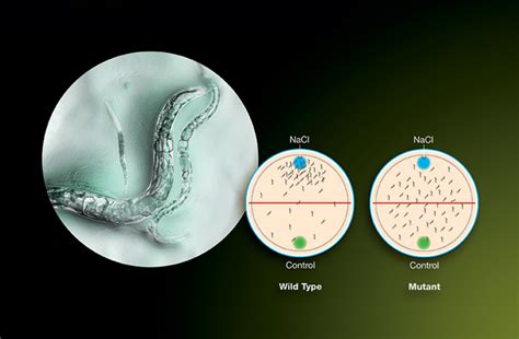 C Elegans Behavior Kit Bio Rad