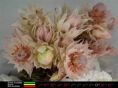 Blushing Bride – FlowerZone