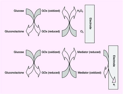 Enzyme Electrode Schematic And Mediated Electrode Schematic Gox Download Scientific Diagram