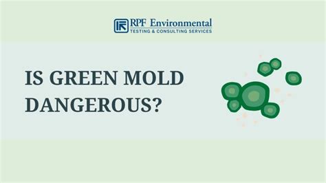 Is Green Dust Mold At Nicholas Warrior Blog