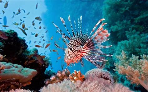 Sea Urchin Club ЧУДО ЮДО РЫБЫ ЗНАКОМИМСЯ ПОБЛИЖЕ 🐠ОПАСНАЯ И ПРЕКРАСНАЯ РЫБА ЛЕВ также