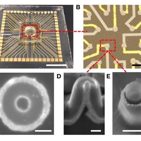 Coaxial Electrode Array A Coaxial Microelectrode Array Cmea On