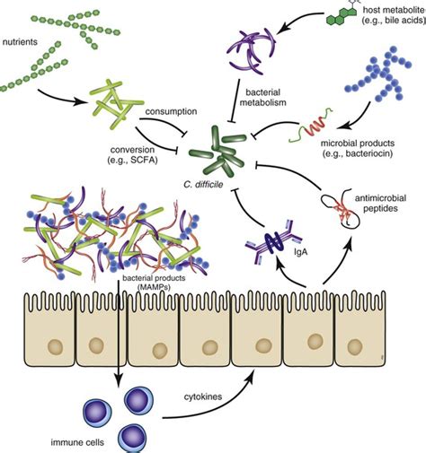Clostridium Difficile Infection Oncohema Key
