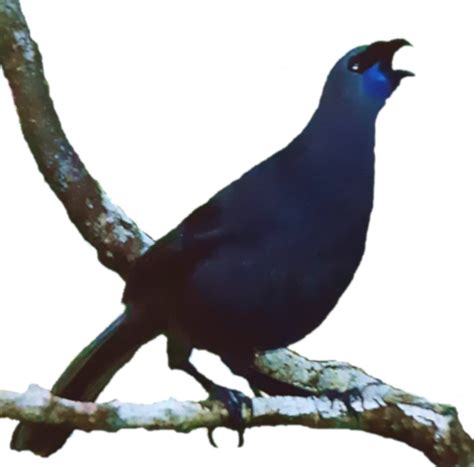 Kokako A Haiku Journal Based In Aotearoa Nz