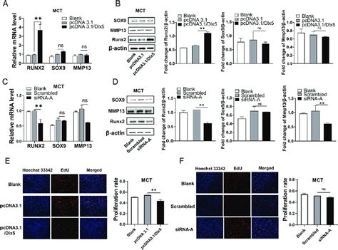 effects of dlx5 on chondrocyte differentiation and proliferation a