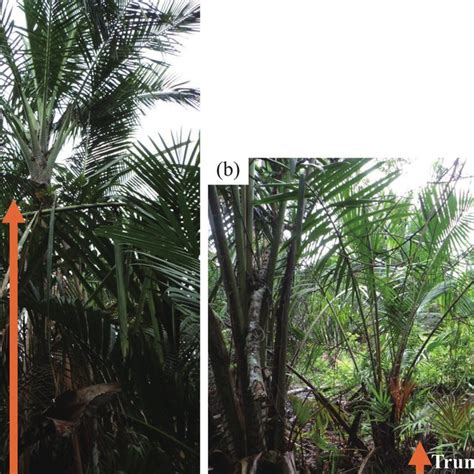 Sago Palms Measured In Sago Census A Trunk Phase Trunk Height ≥ 2