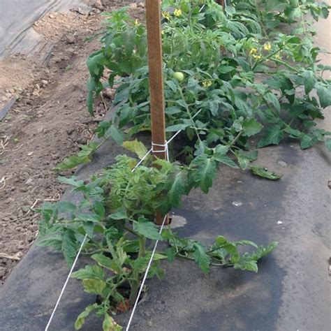Virus Caught Early On Greenhouse Tomatoes Missouri Produce Growers Bulletin Integrated