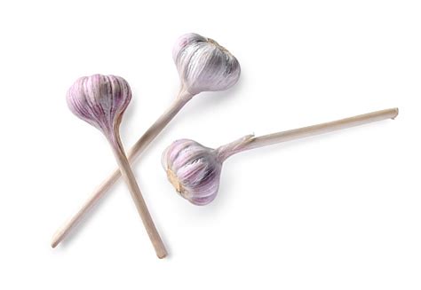 잘라내기 경로와 흰색 배경에 고립 된 줄기 클로즈업에 마늘 머리 0명에 대한 스톡 사진 및 기타 이미지 0명 3가지 개체 개체 그룹 Istock
