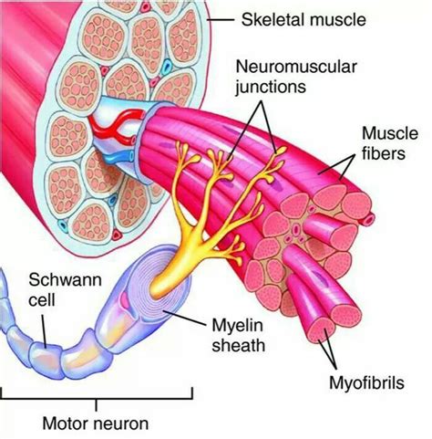 What Is A Motor Unit Medical Anatomy Medical Babe Study Human Anatomy And Physiology