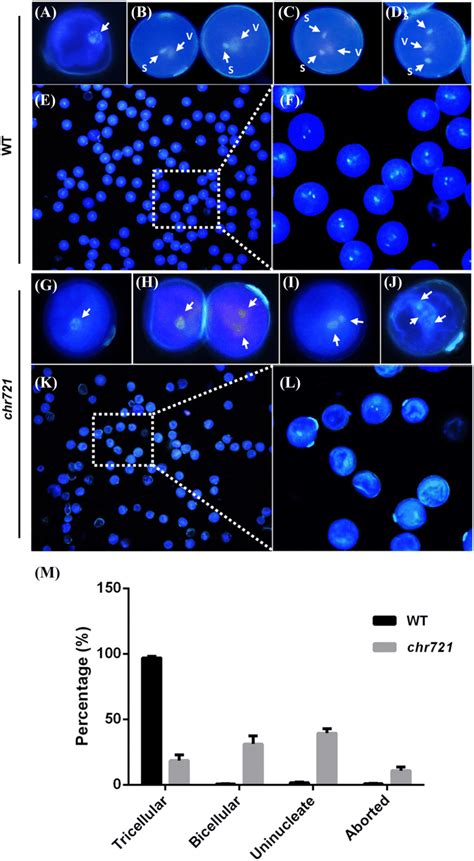 Dapi Staining Of Wild Type Af And Chr721 Gl Pollen Grains Ag
