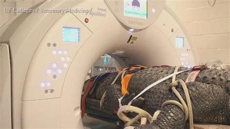 Pound Gator Gets A CT Scan By UF Vets News Au Australias Leading News Site