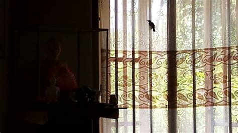 හැමදාම බුදුන් වඳින්න එන එයා ටික වෙලාවයි ඉන්නෙ ඉක්මනින් බුදුන් වැඳ ආපහු යනවා 🙏😍 Youtube