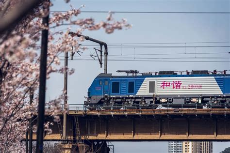 春日列车带你驶入人间三月 澎湃号政务 澎湃新闻 The Paper