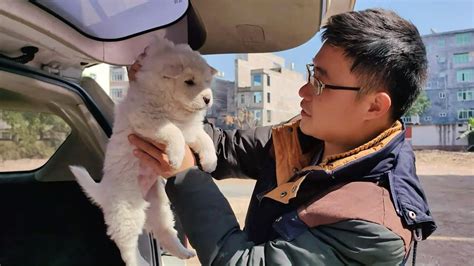小陈到广西最大狗市淘狗一无所获，又跑圩镇碰运气，拿下雪白土松 Youtube