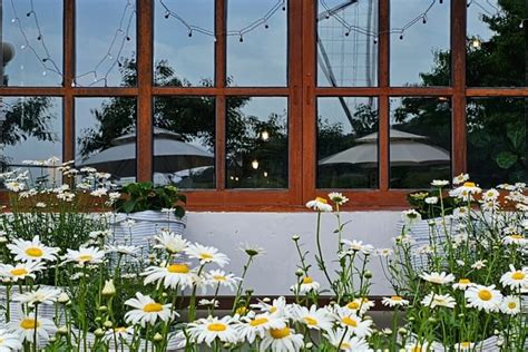 그림같은 샤스타데이지 감상하려면 여기 5월에 가볼 만한 감성 카페 투어 4곳